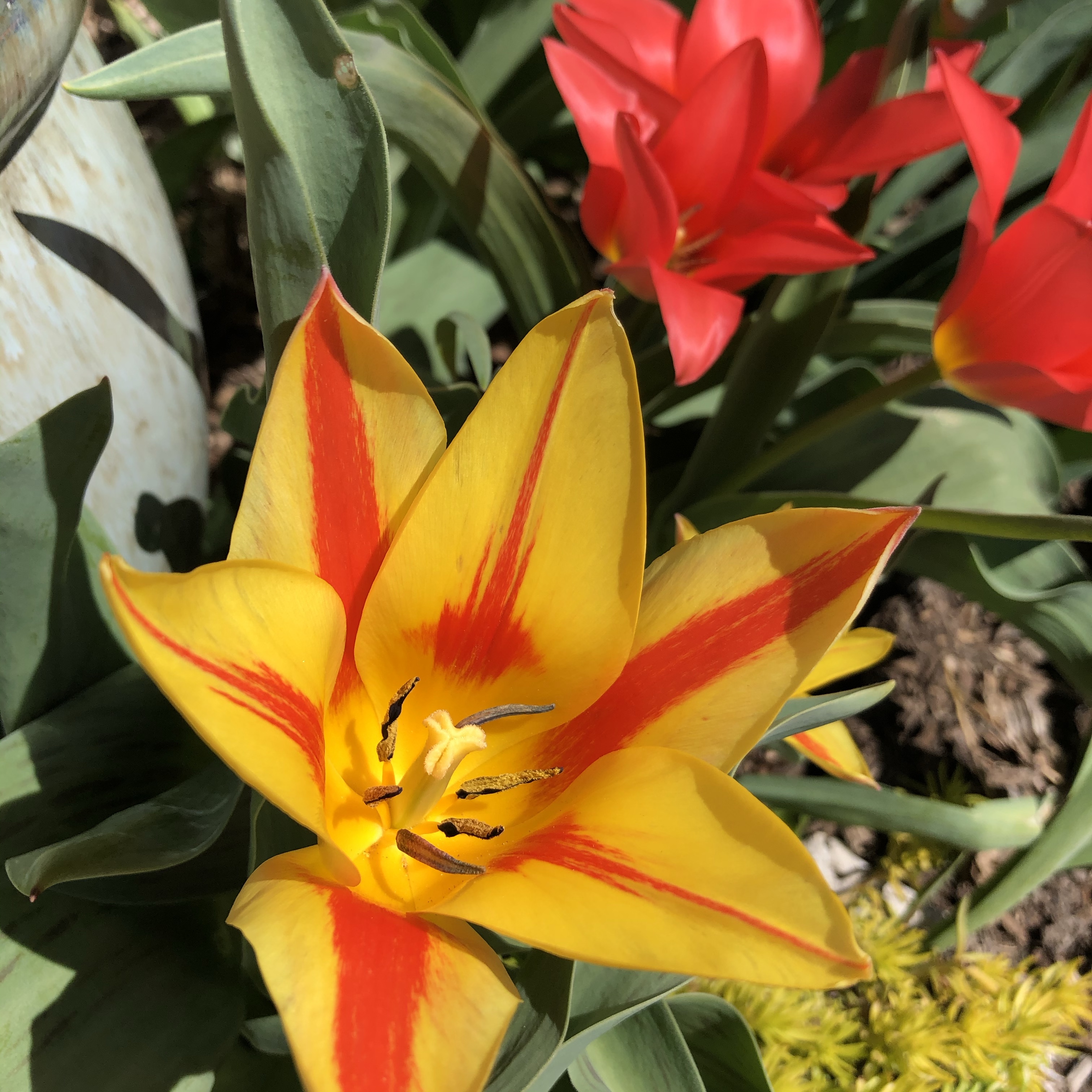 Game-Changer Bulb Planting Tool – Barefoot Lily Lady