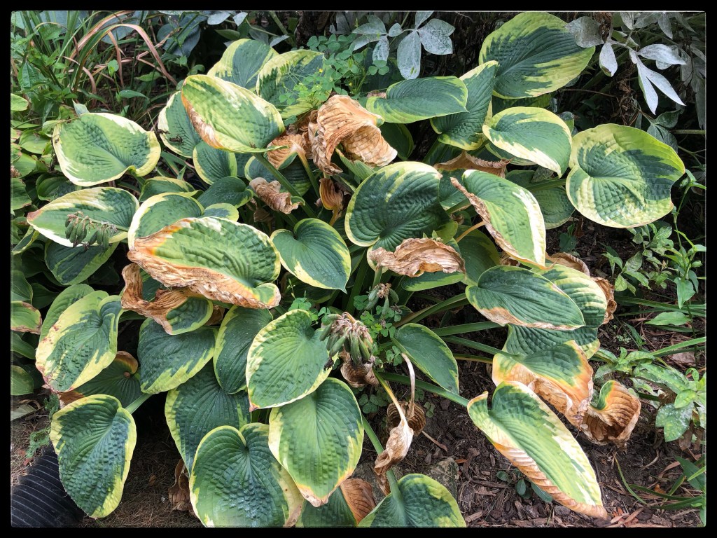 The Parable of the Hosta – Barefoot Lily Lady