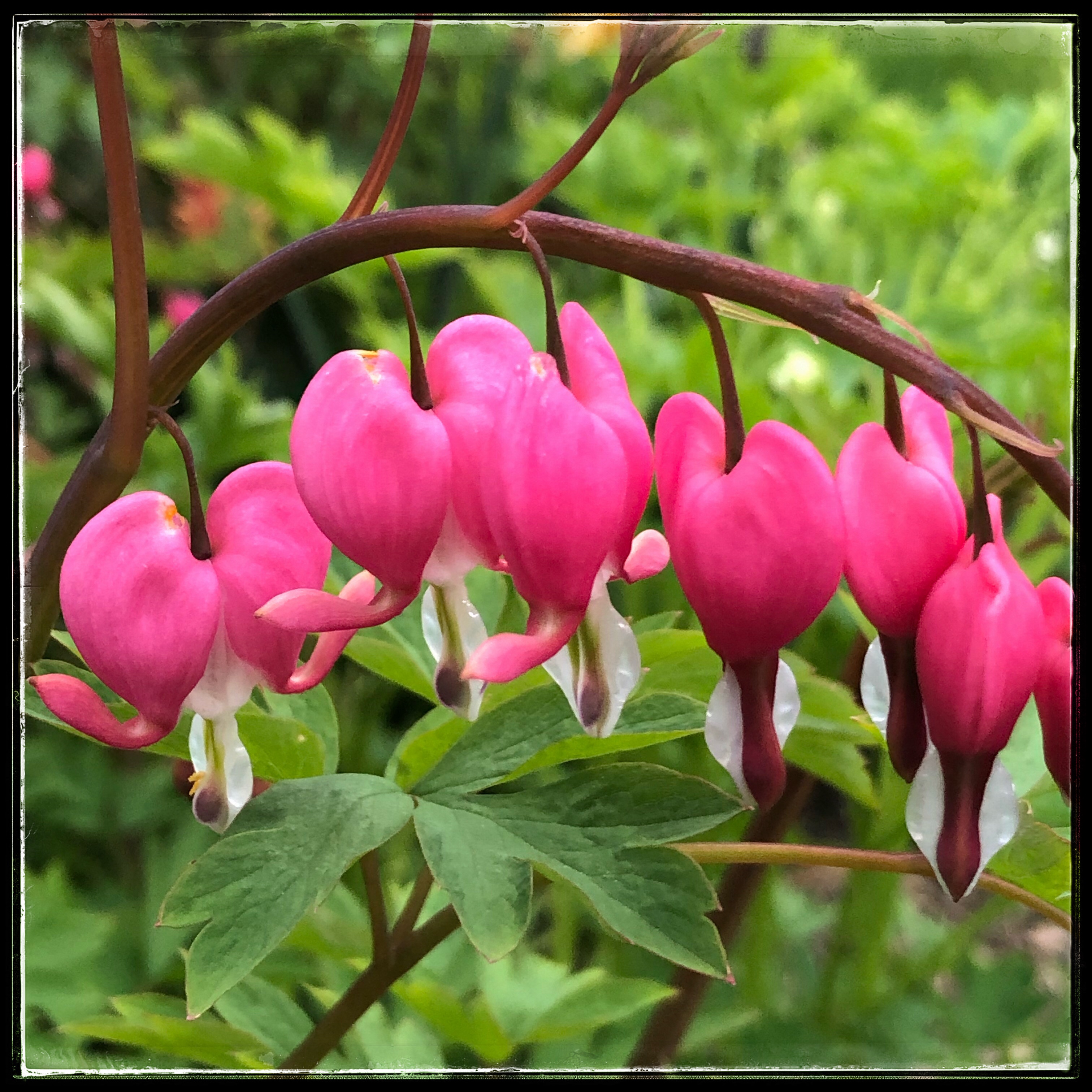 Hand a (Grand)Kid a Camera – Barefoot Lily Lady