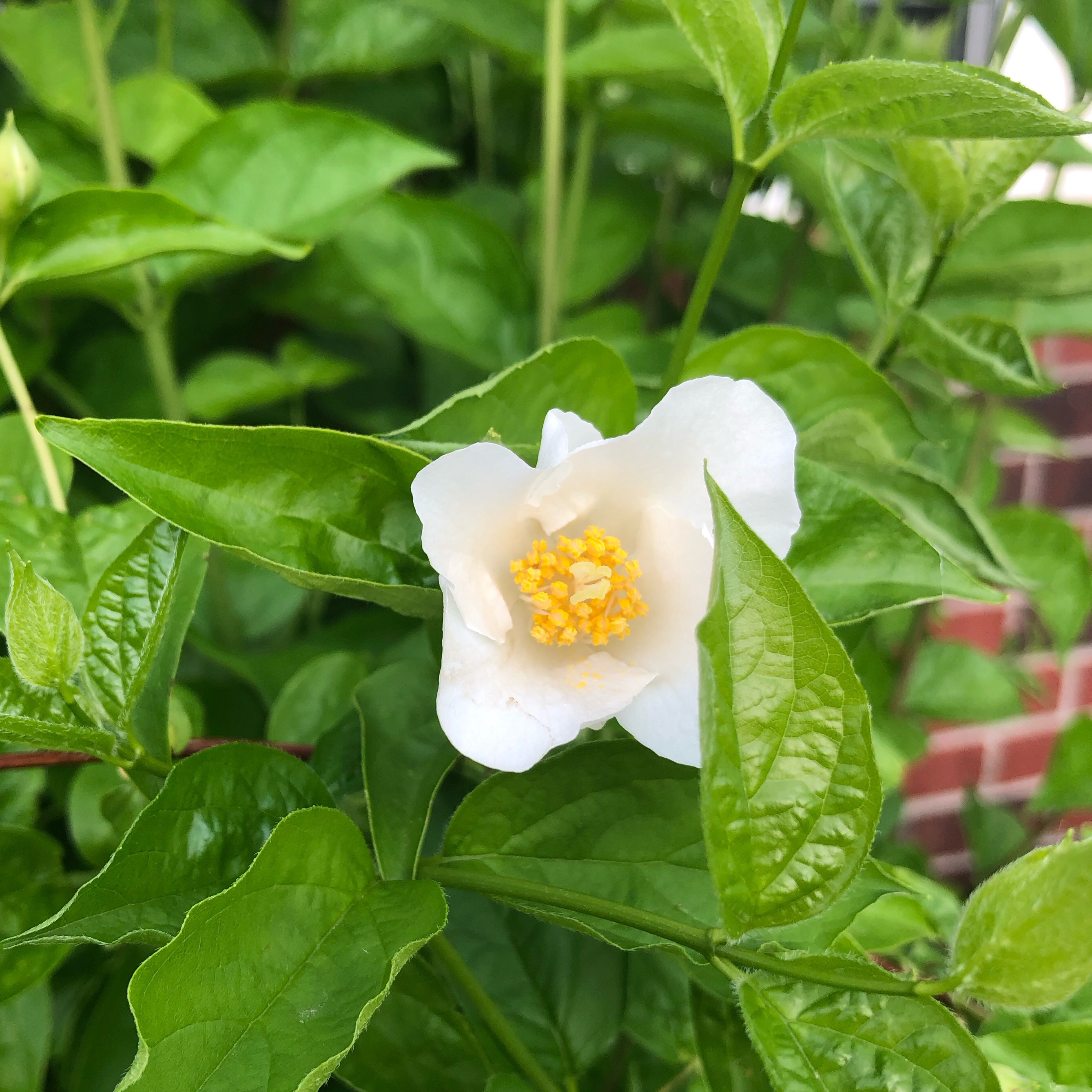 Wordless Wednesday: Vacation Flowers – Barefoot Lily Lady
