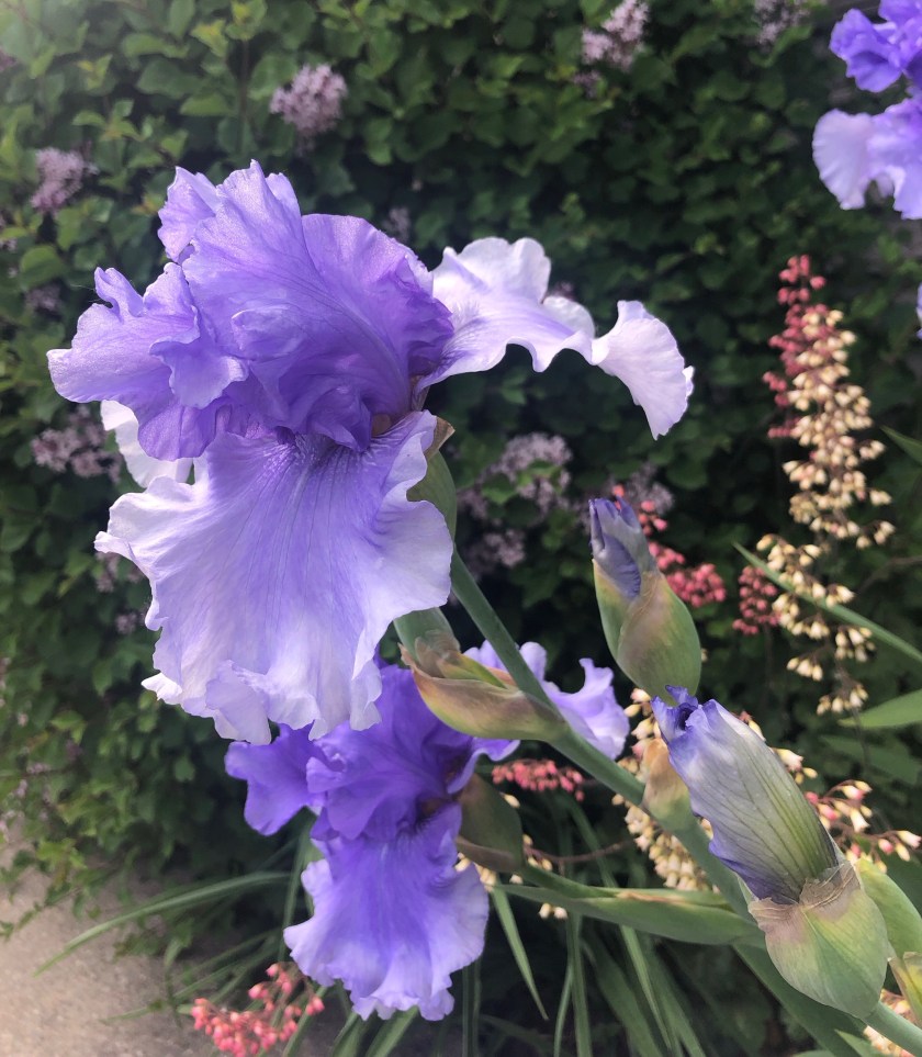 Six on Saturday: For the Love of Iris – Barefoot Lily Lady