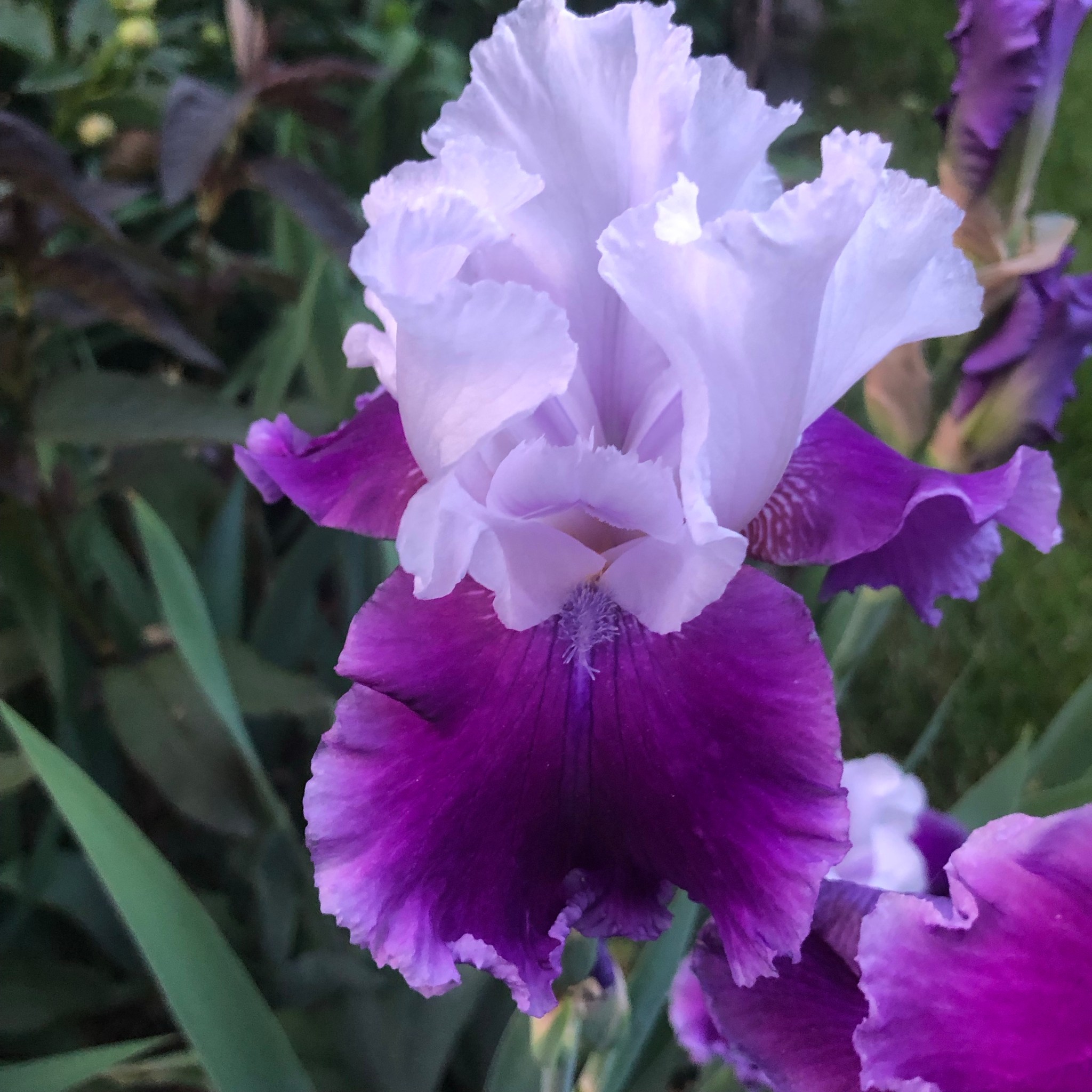 Six on Saturday: For the Love of Iris – Barefoot Lily Lady