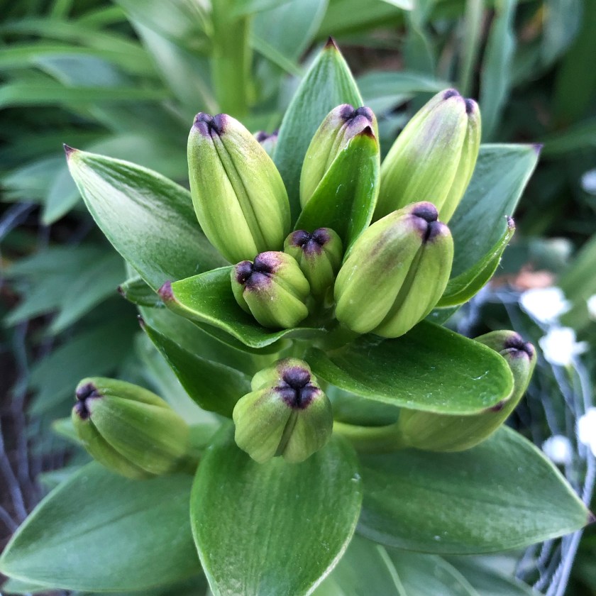 Six on Saturday: Singing in the Rain – Barefoot Lily Lady