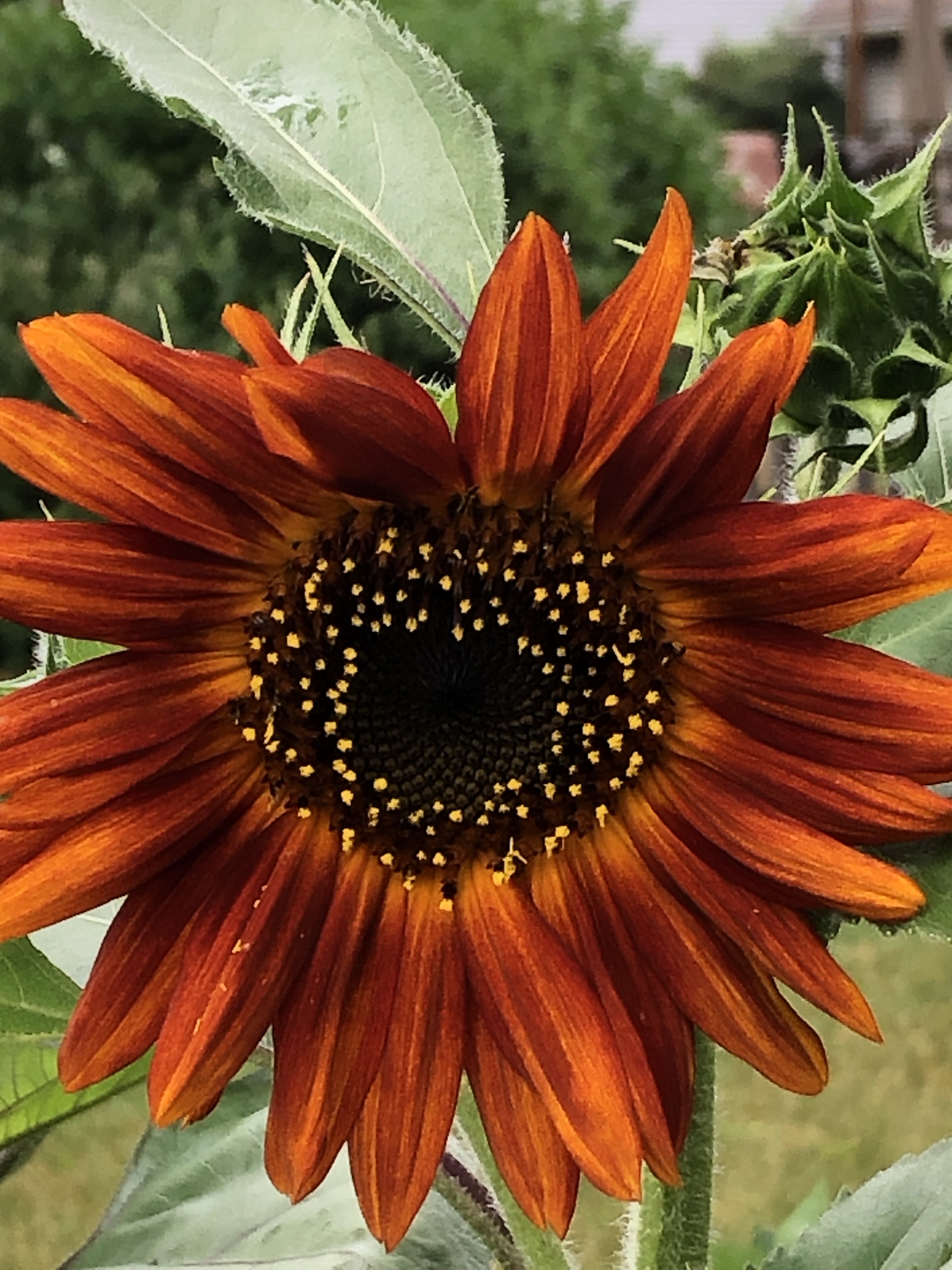 Mid-Summer Garden Lovelies – Barefoot Lily Lady