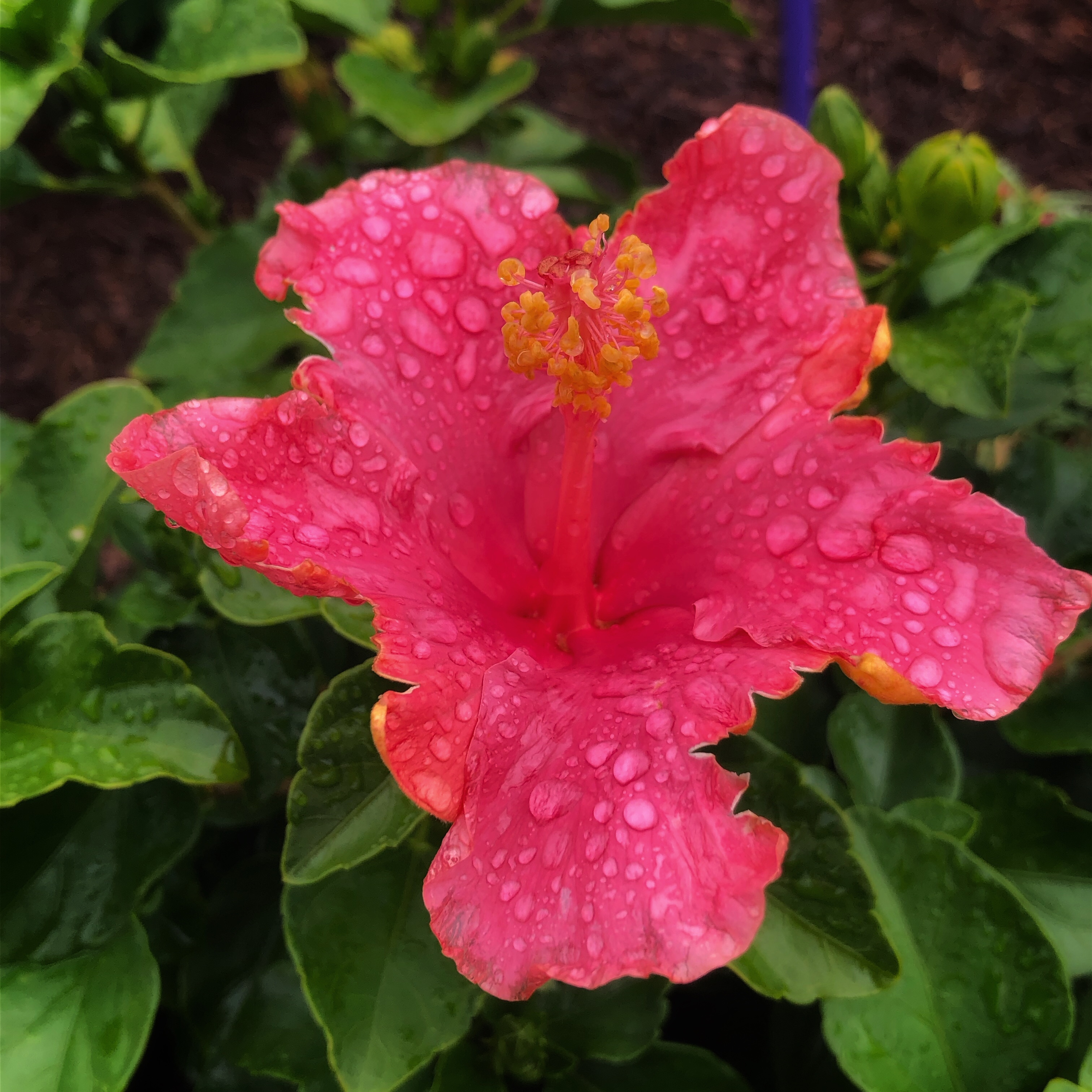 Rain-drenched Beauty – Barefoot Lily Lady
