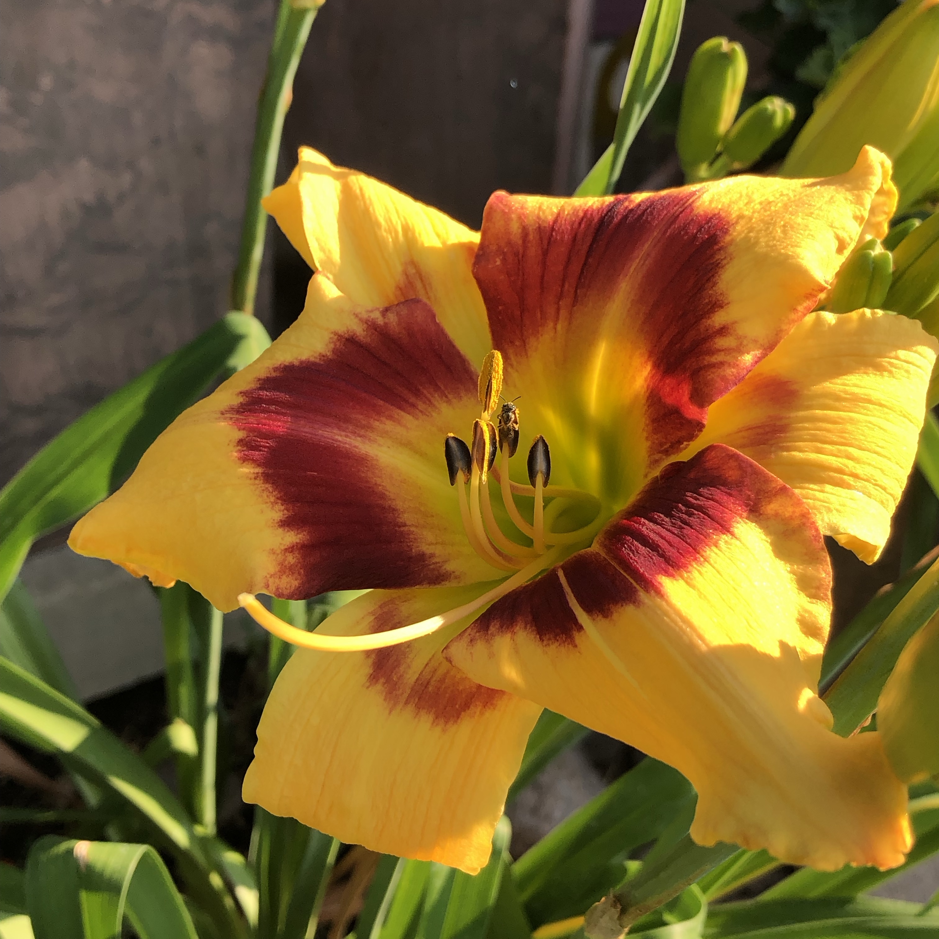 Daylily Beauties – Barefoot Lily Lady