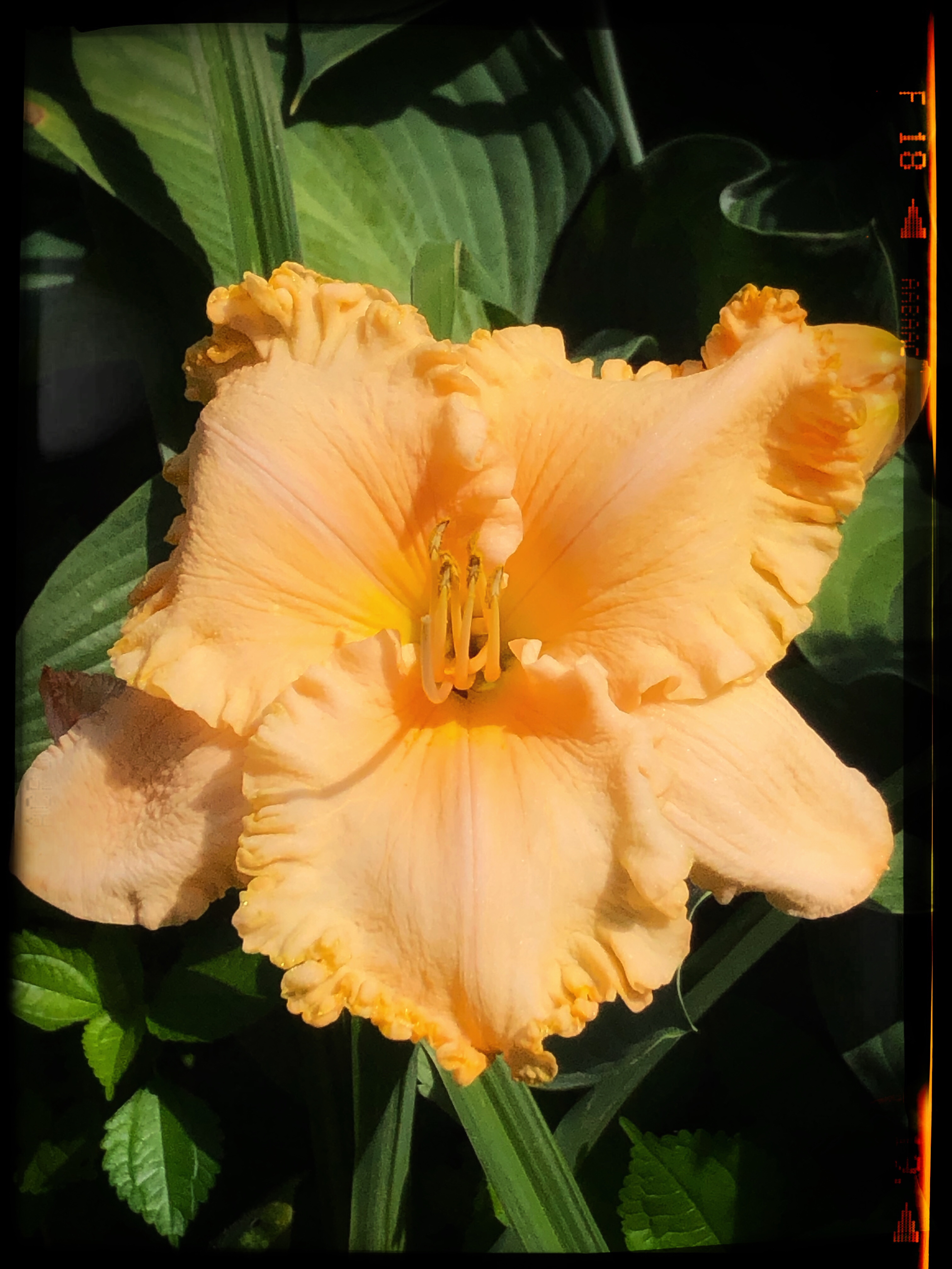 The Perks of Pulling Weeds – Barefoot Lily Lady