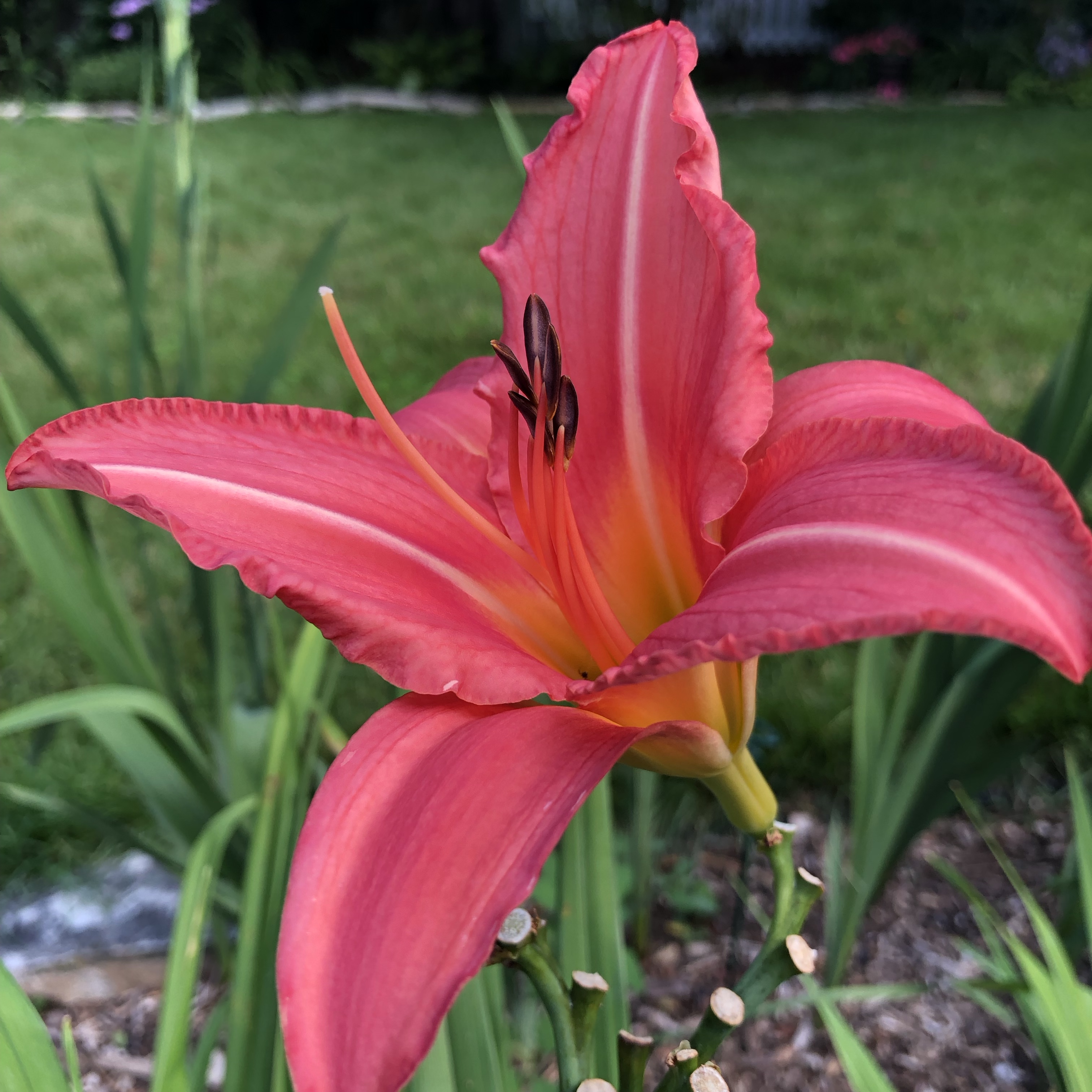 Daylily Beauties – Barefoot Lily Lady