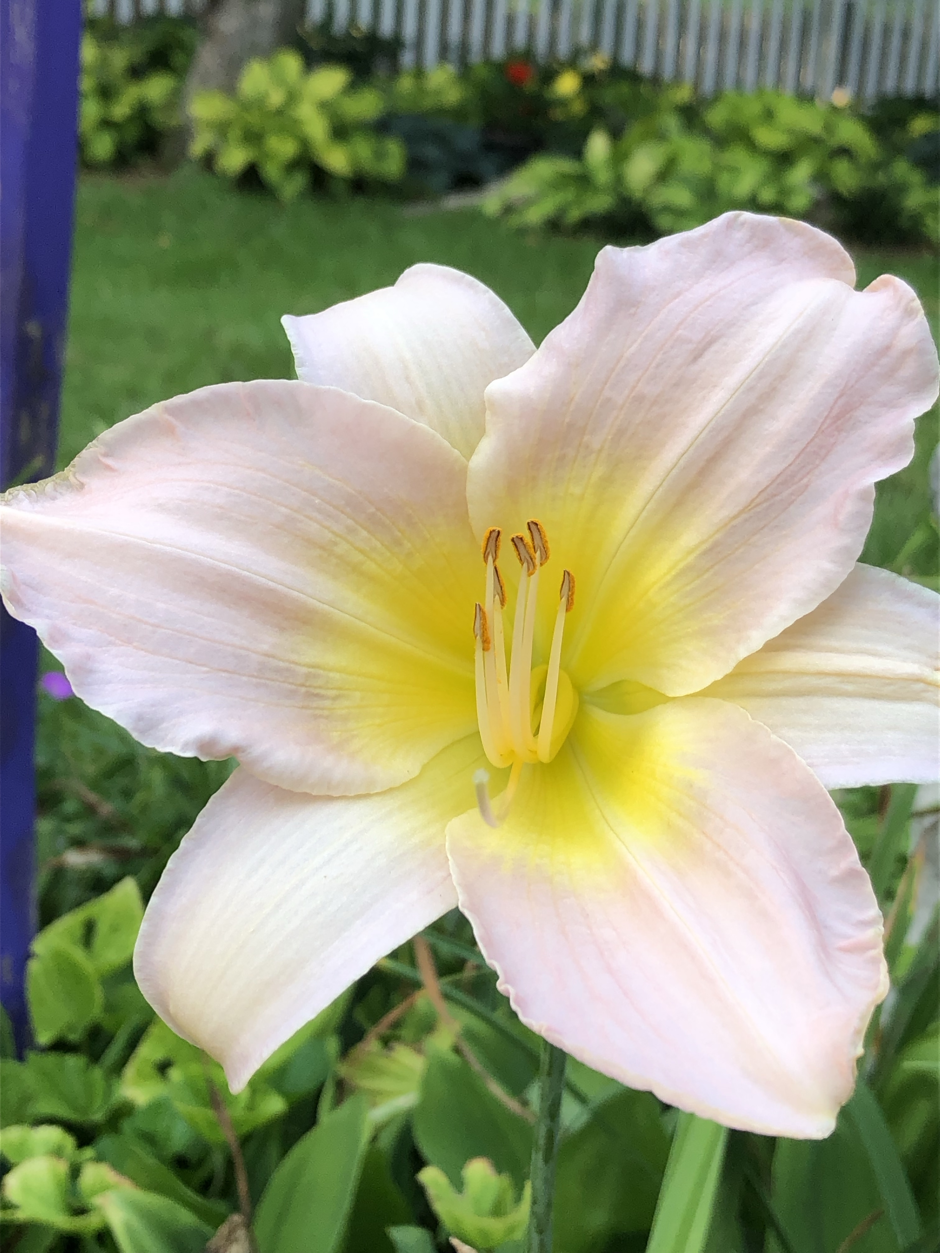 Daylily Beauties – Barefoot Lily Lady