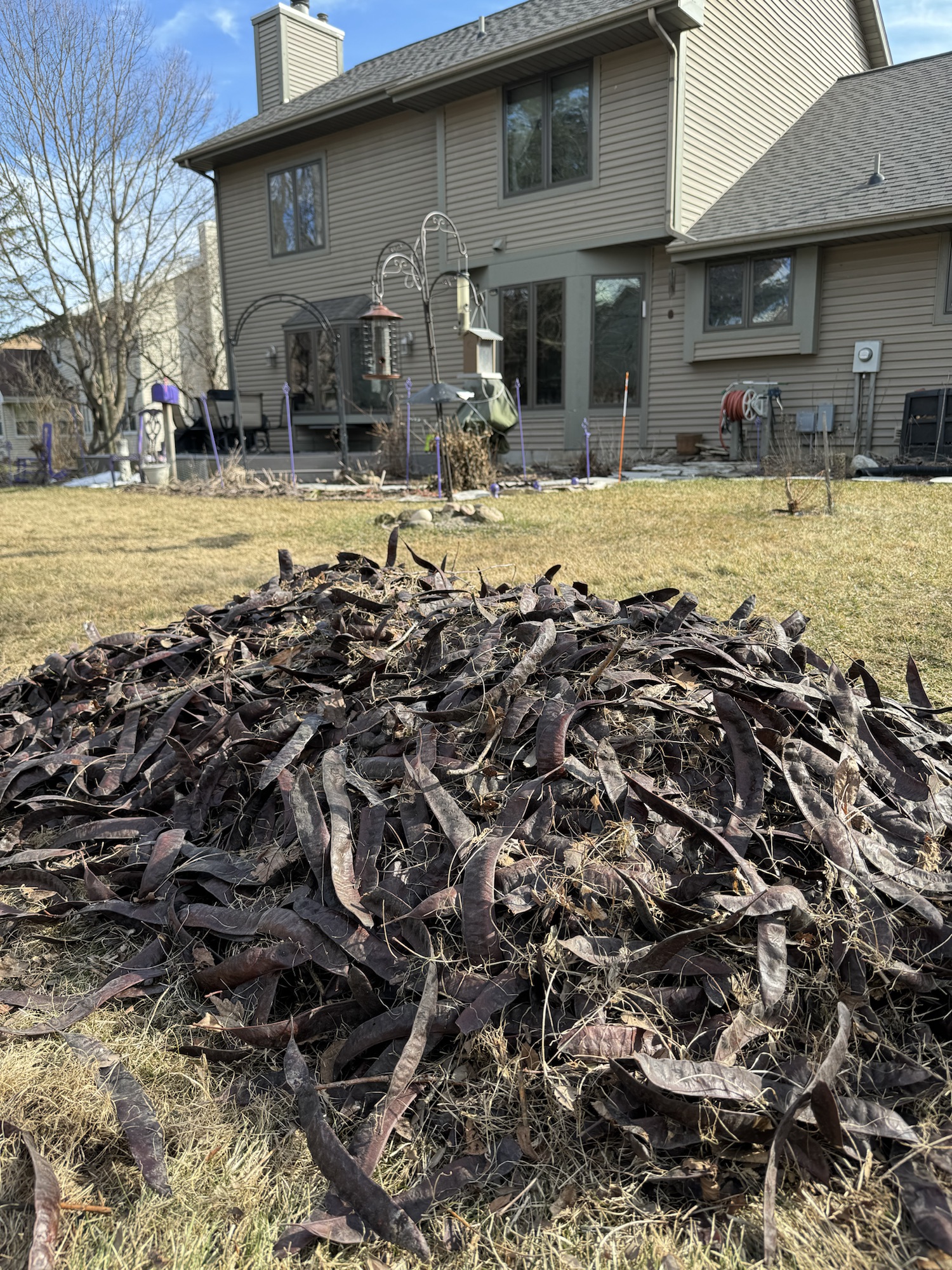 Locust Seed Pods Galore – Barefoot Lily Lady