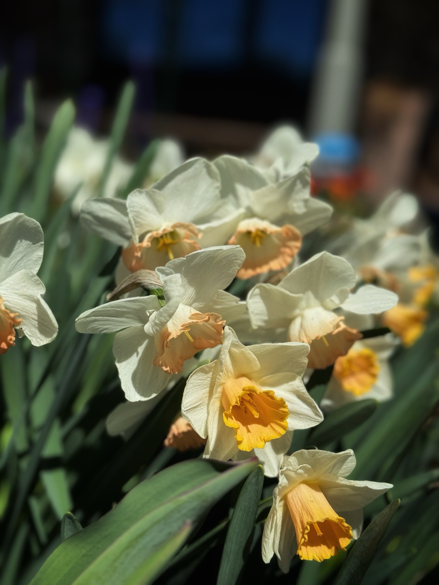 Daffodil Love – Barefoot Lily Lady