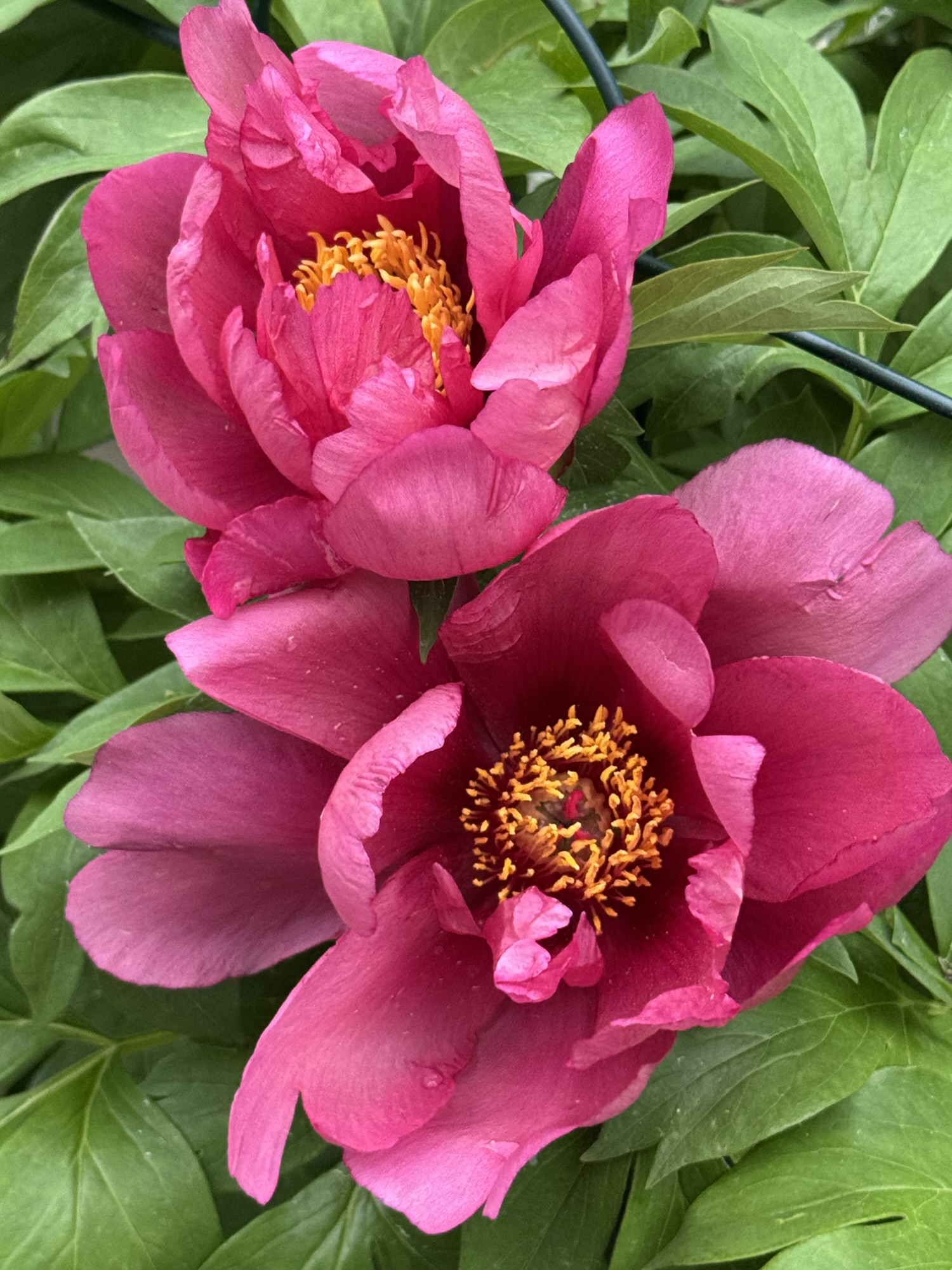 Itoh Peony Love – Barefoot Lily Lady
