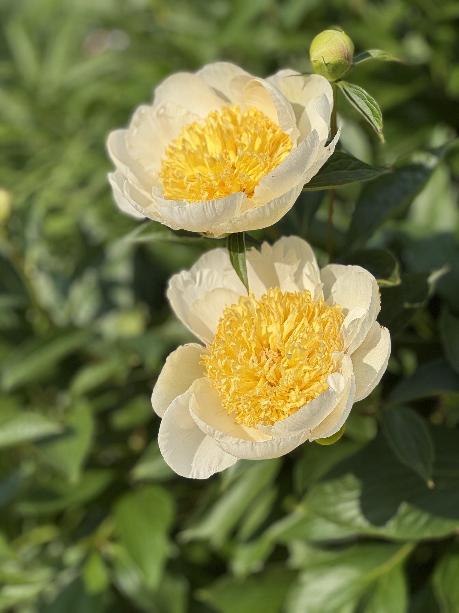 Peony Love ‘Gold Standard’ – Barefoot Lily Lady
